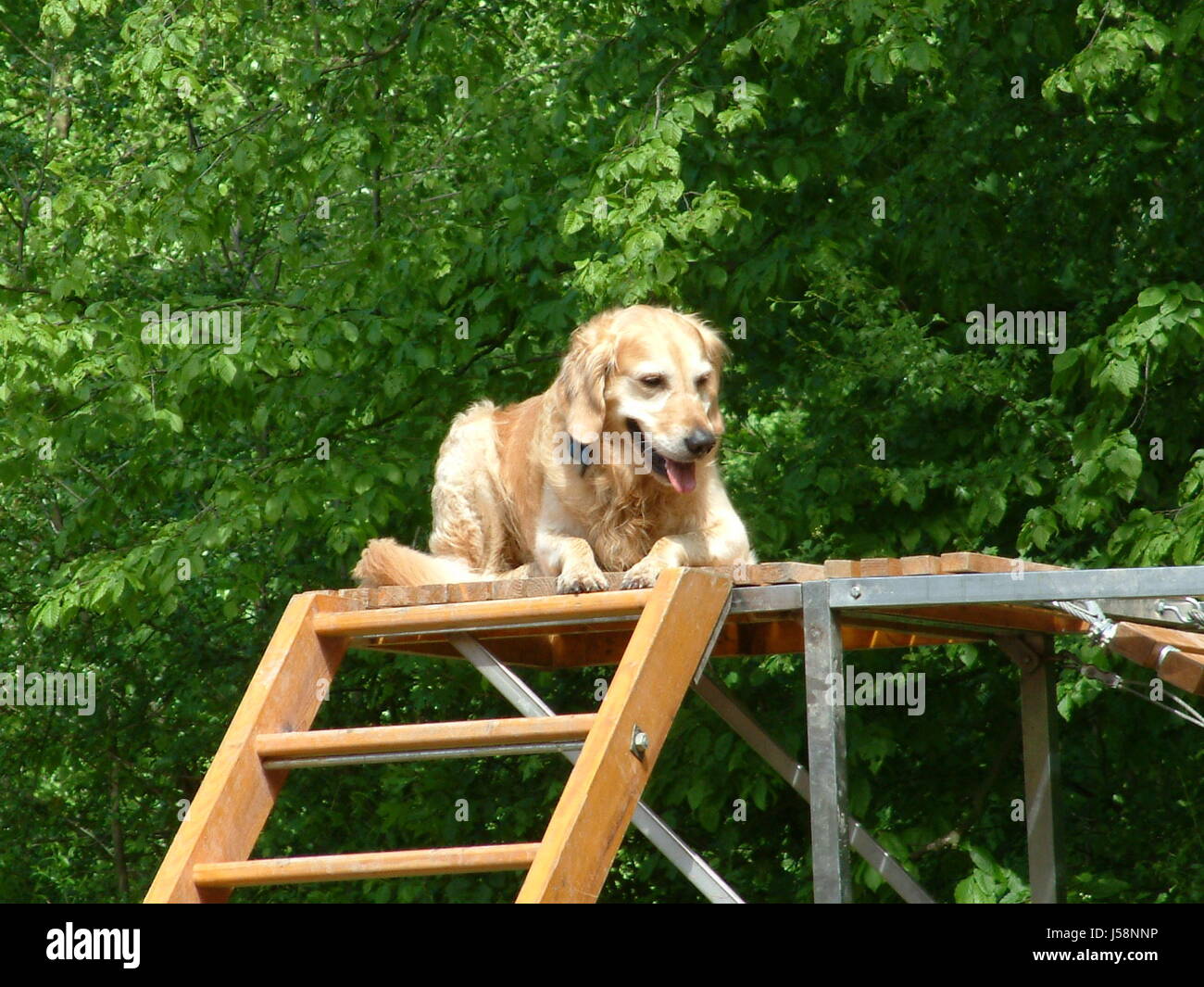radio silence quietness silence dog outside rest rescue put sitting sit ...