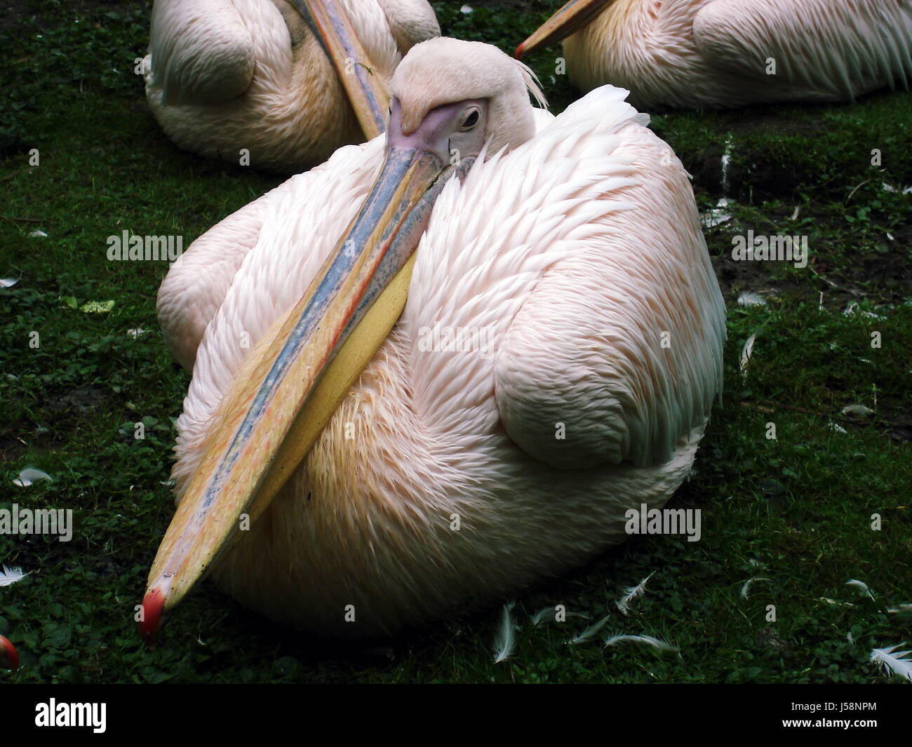Eizahn hi-res stock photography and images - Alamy