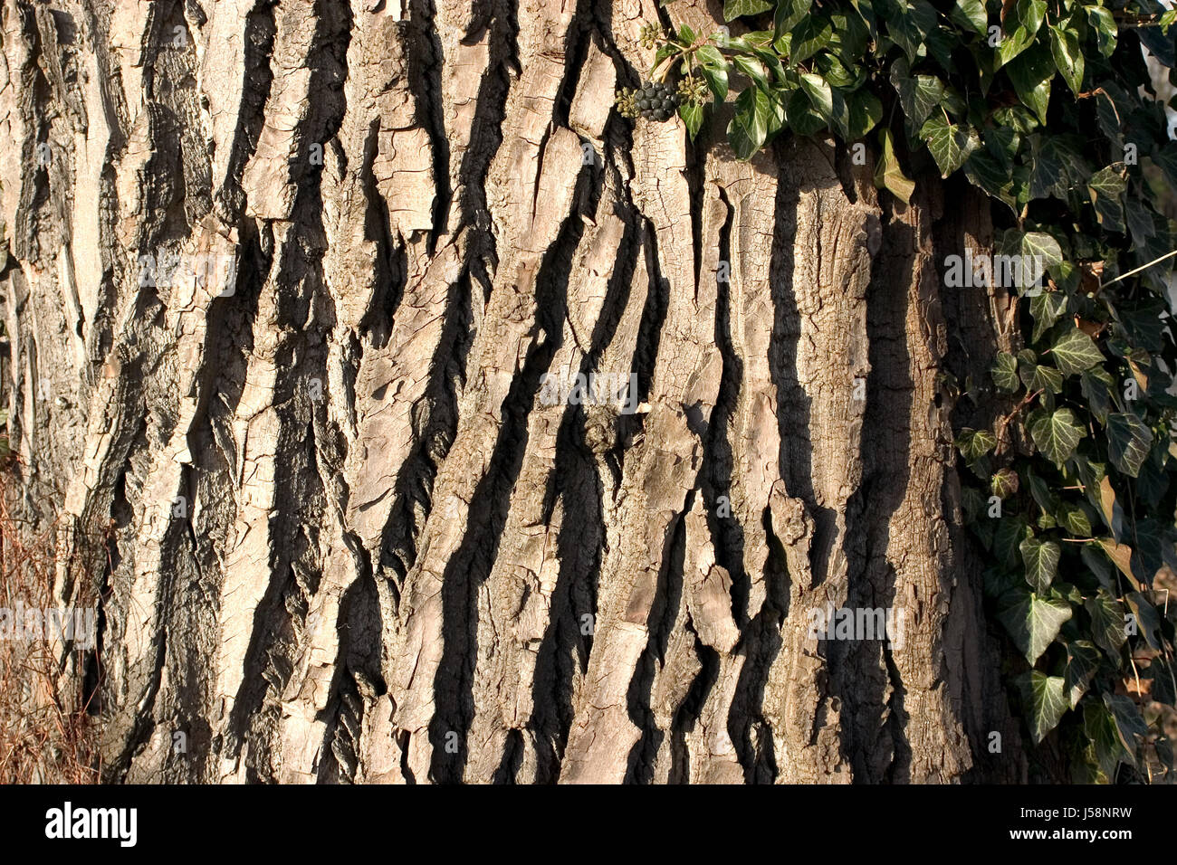 Structure of ivy hi-res stock photography and images - Alamy
