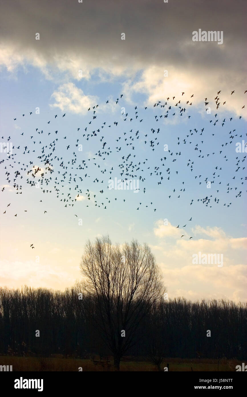 tree trees bird sunbeams birds mood thunder-storm swarm school migrant ...