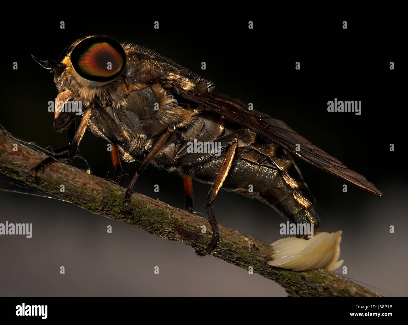 legs macro close-up macro admission close up view insect wing plague ...