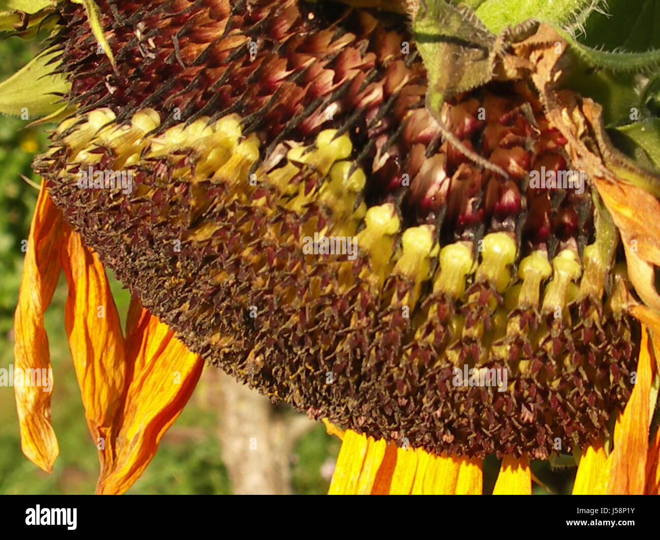 fodder garden austrians flower flowers plant europe sunflower gardens ...