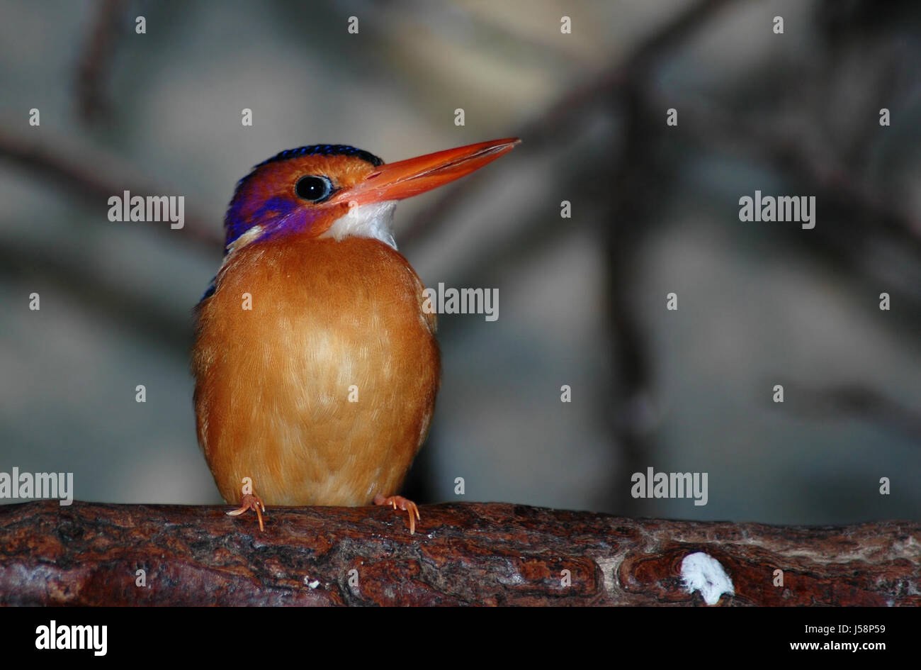 blue animal bird birds small tiny little short branch beak hummingbird ...