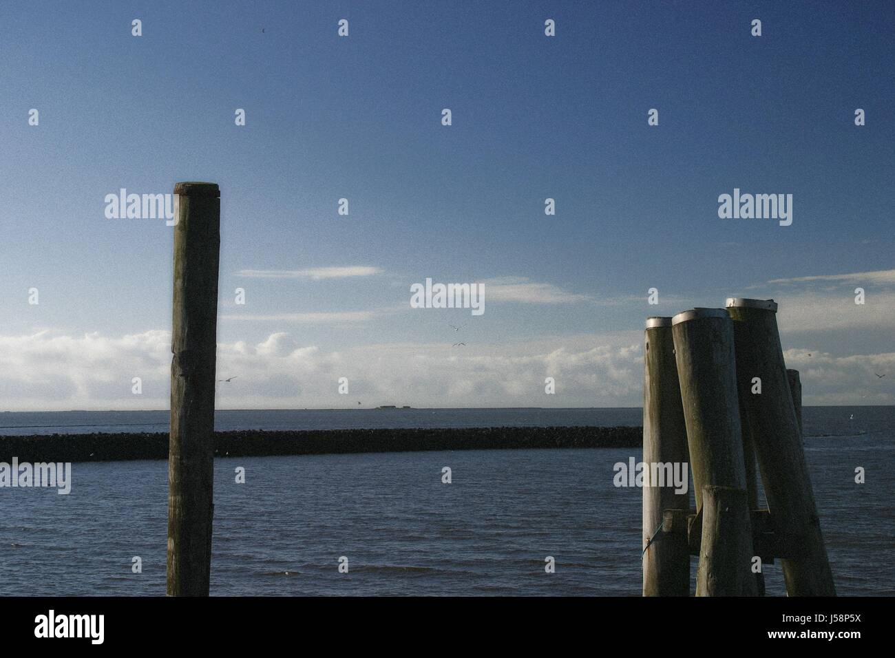 blue bird wood beach seaside the beach seashore water north sea salt ...