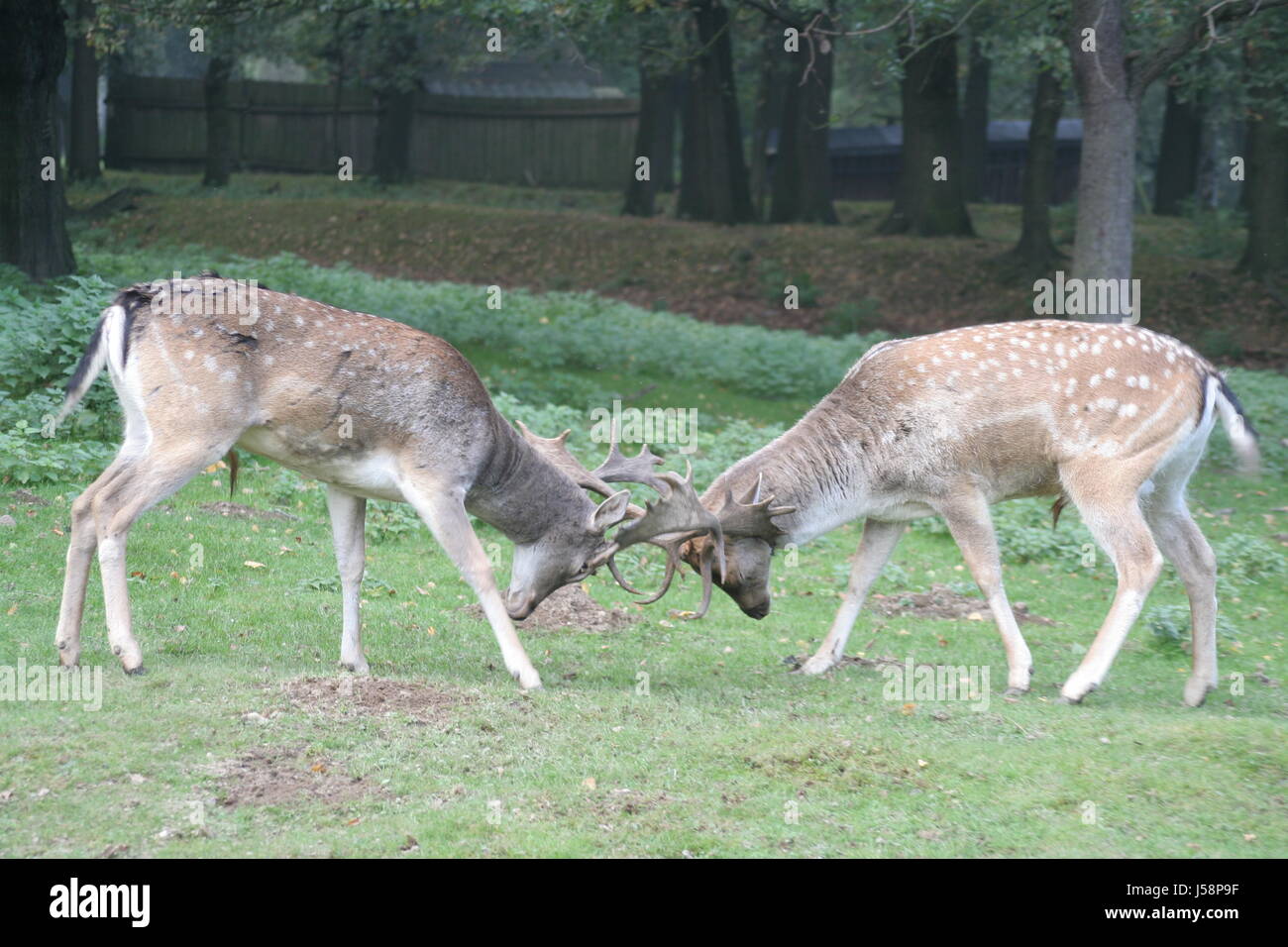 man against man 2 Stock Photo - Alamy
