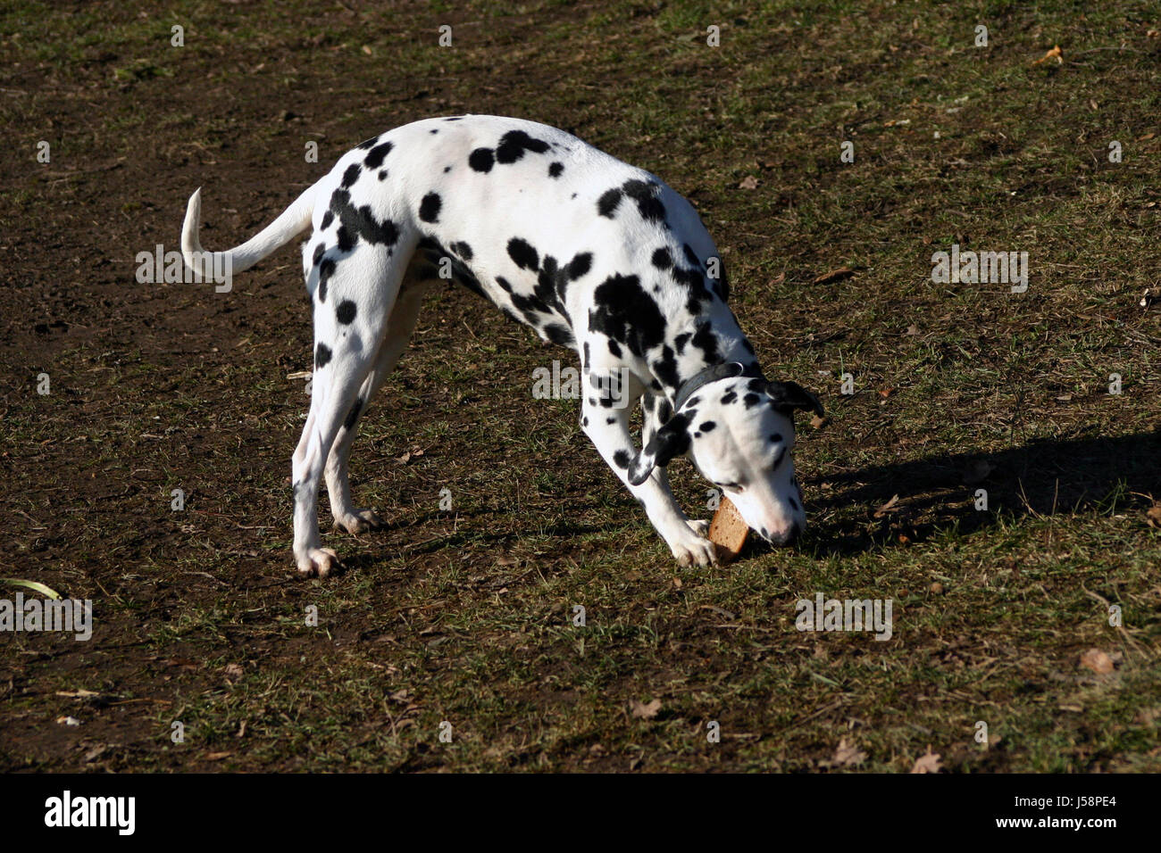 bread animal mammal hunger animals black swarthy jetblack deep black ...