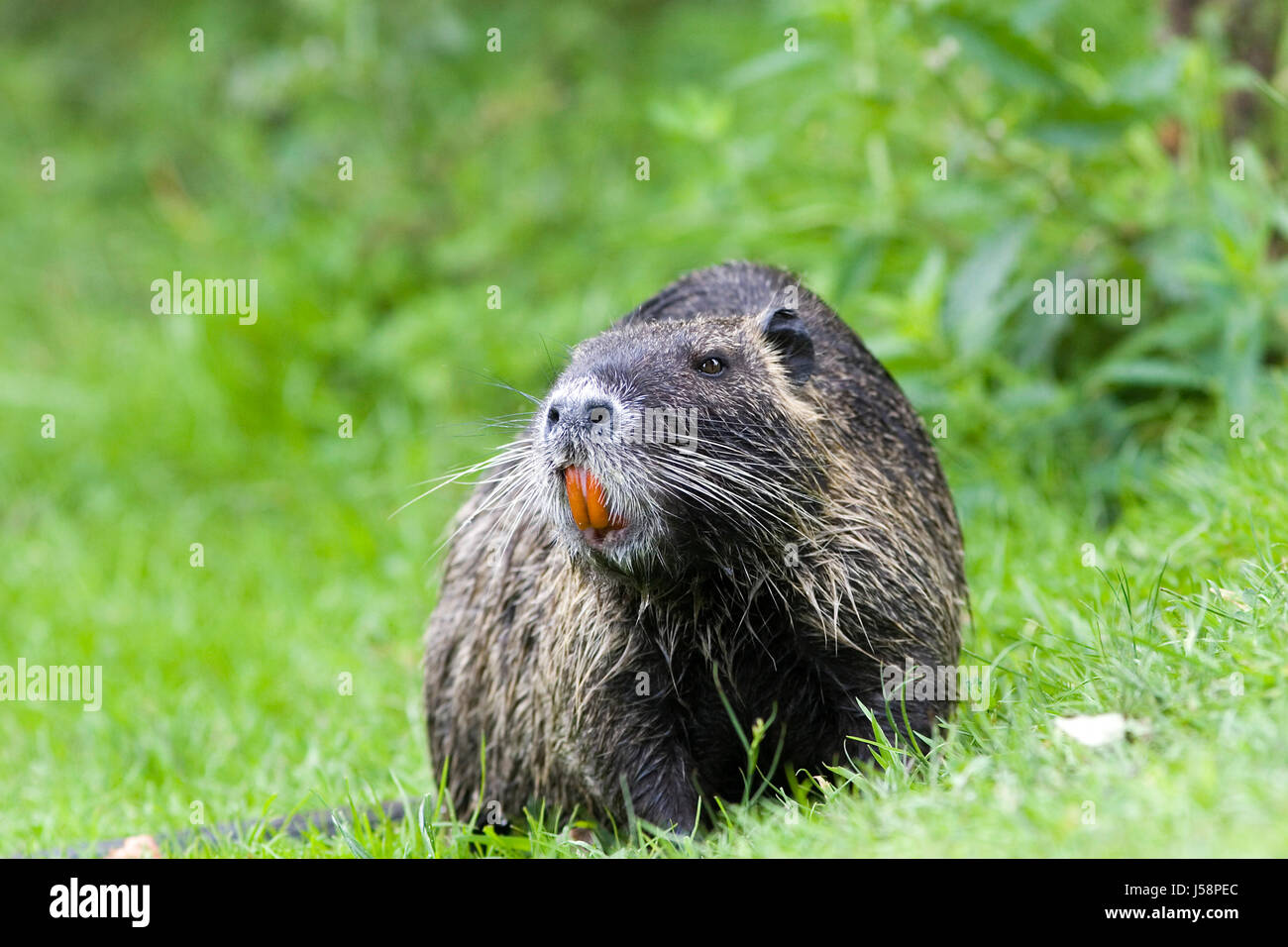 Gnawers hi-res stock photography and images - Alamy