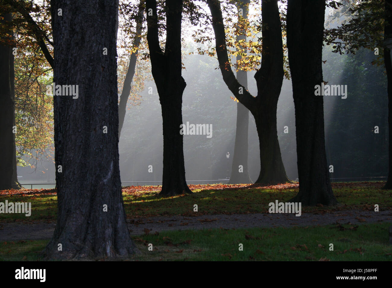 tree fog haze sunbeam sunshine hazy avenue path way forest leaves ...