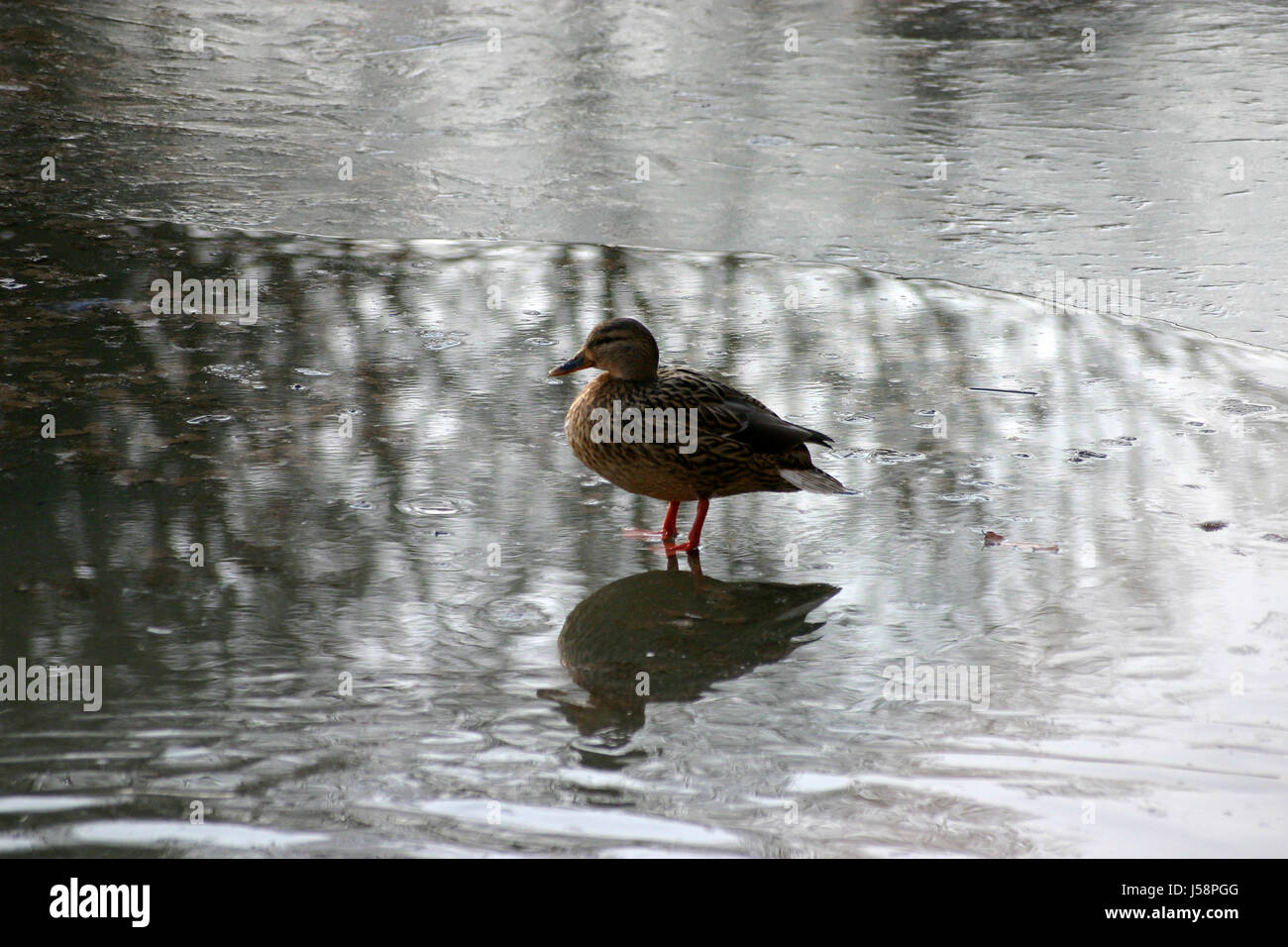 park bird birds ice frozen feathering ducks duck fresh water lake ...
