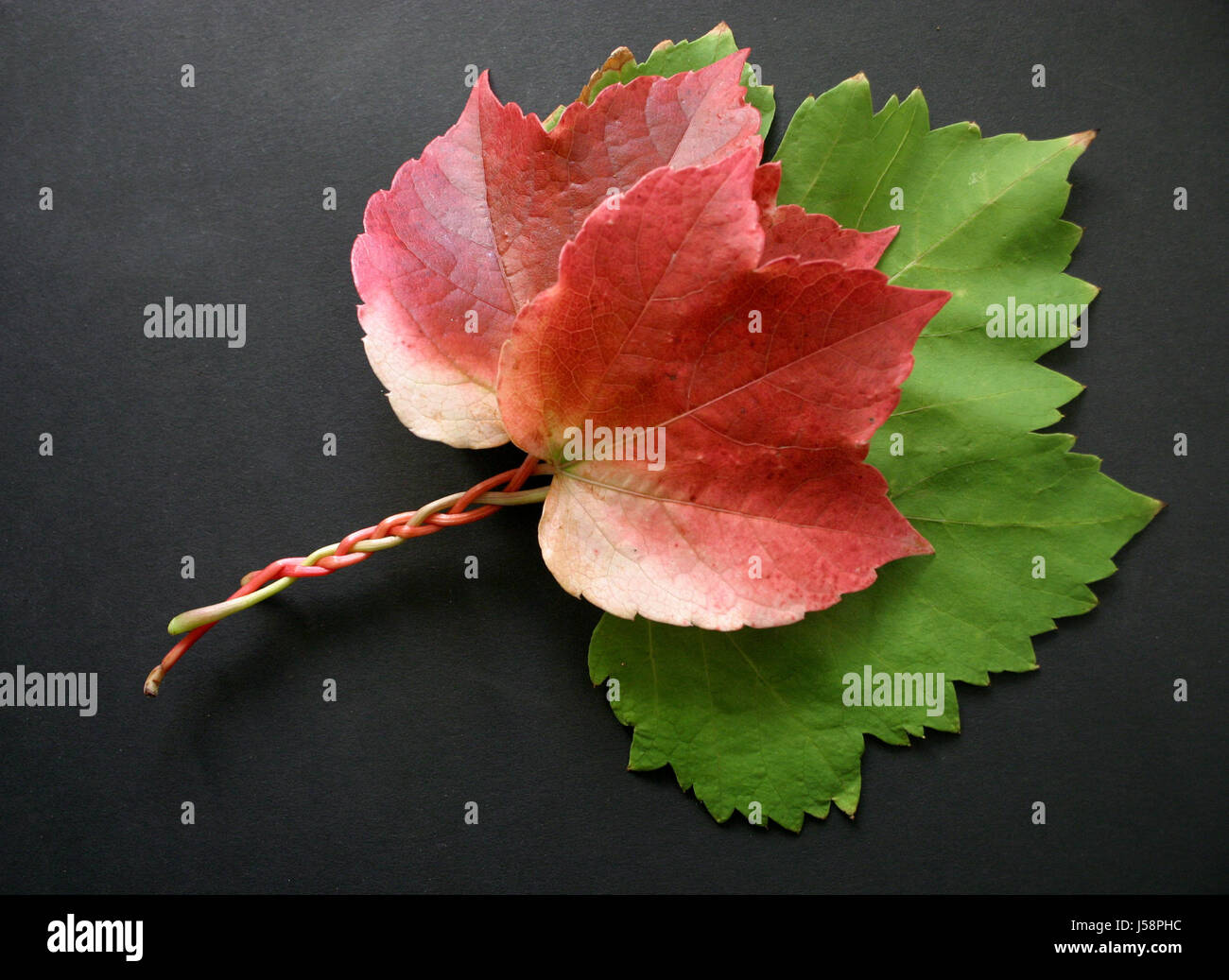 Intertwined vine hi-res stock photography and images - Alamy