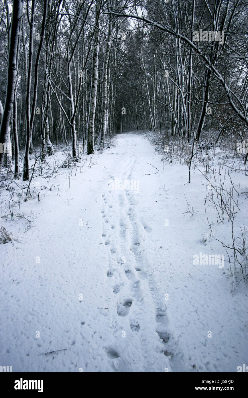 tree trees winter cold sense bavaria ice border winter landscape ...