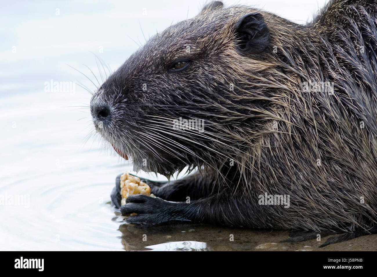 Gnawers hi-res stock photography and images - Alamy