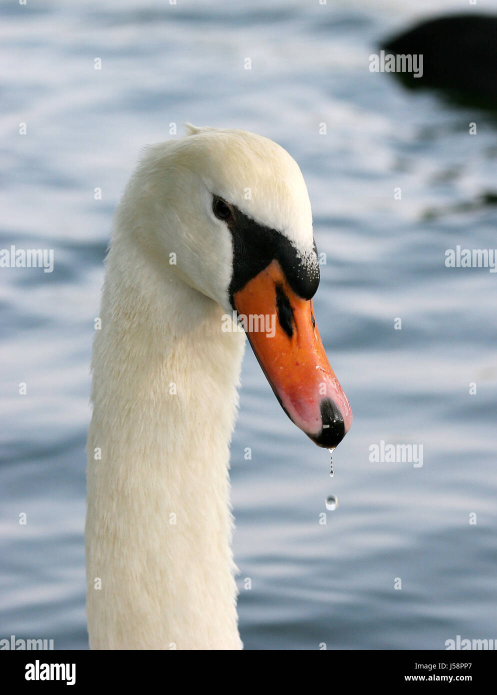 swan beak fresh water lake inland water water orange beaks drop drip ...