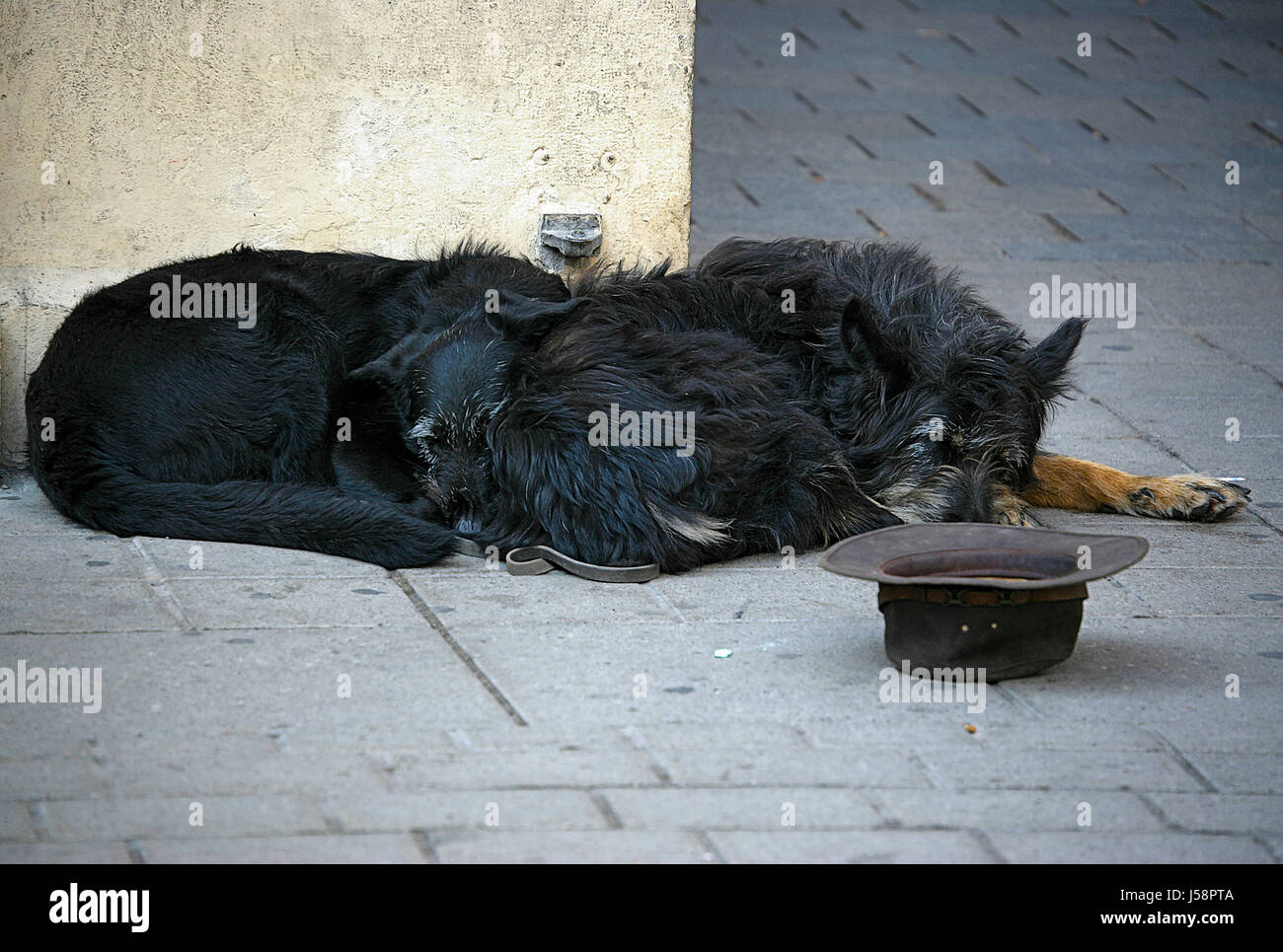 Animal with hat hi-res stock photography and images - Alamy