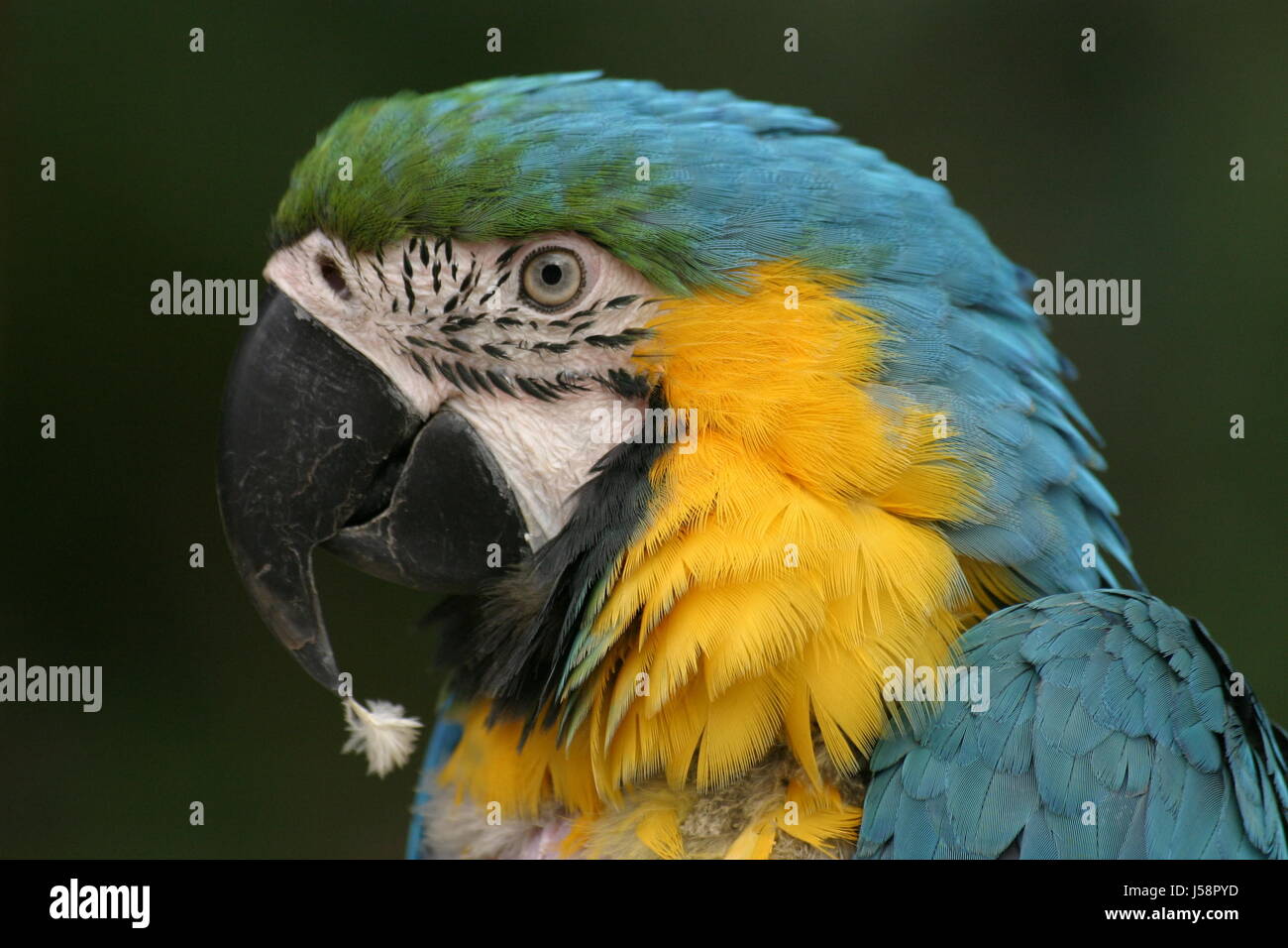 colours magnificent bird Stock Photo - Alamy