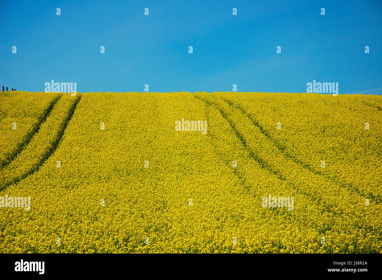 nature in yellow blue Stock Photo - Alamy