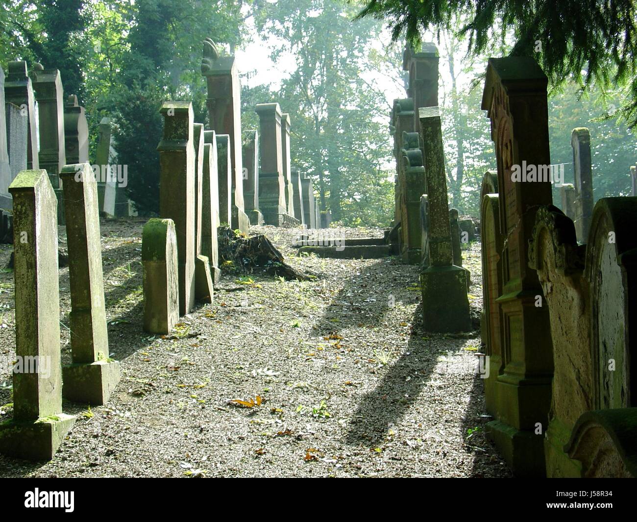 death tree trees radio silence quietness silence cemetery gravestone ...