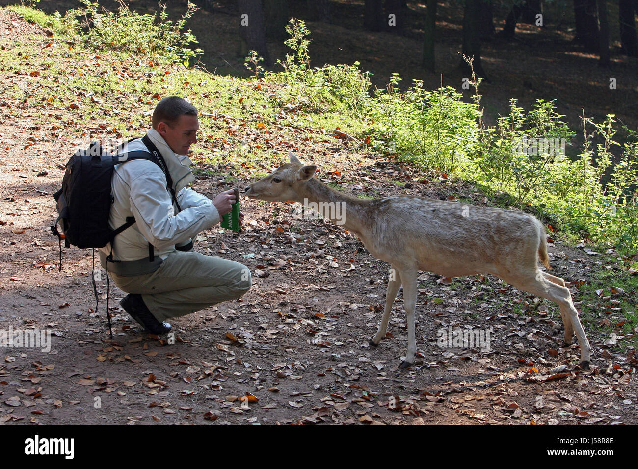 crouch skin stretch feed encounter photographer pfalz wildlife park george Stock Photo - Alamy