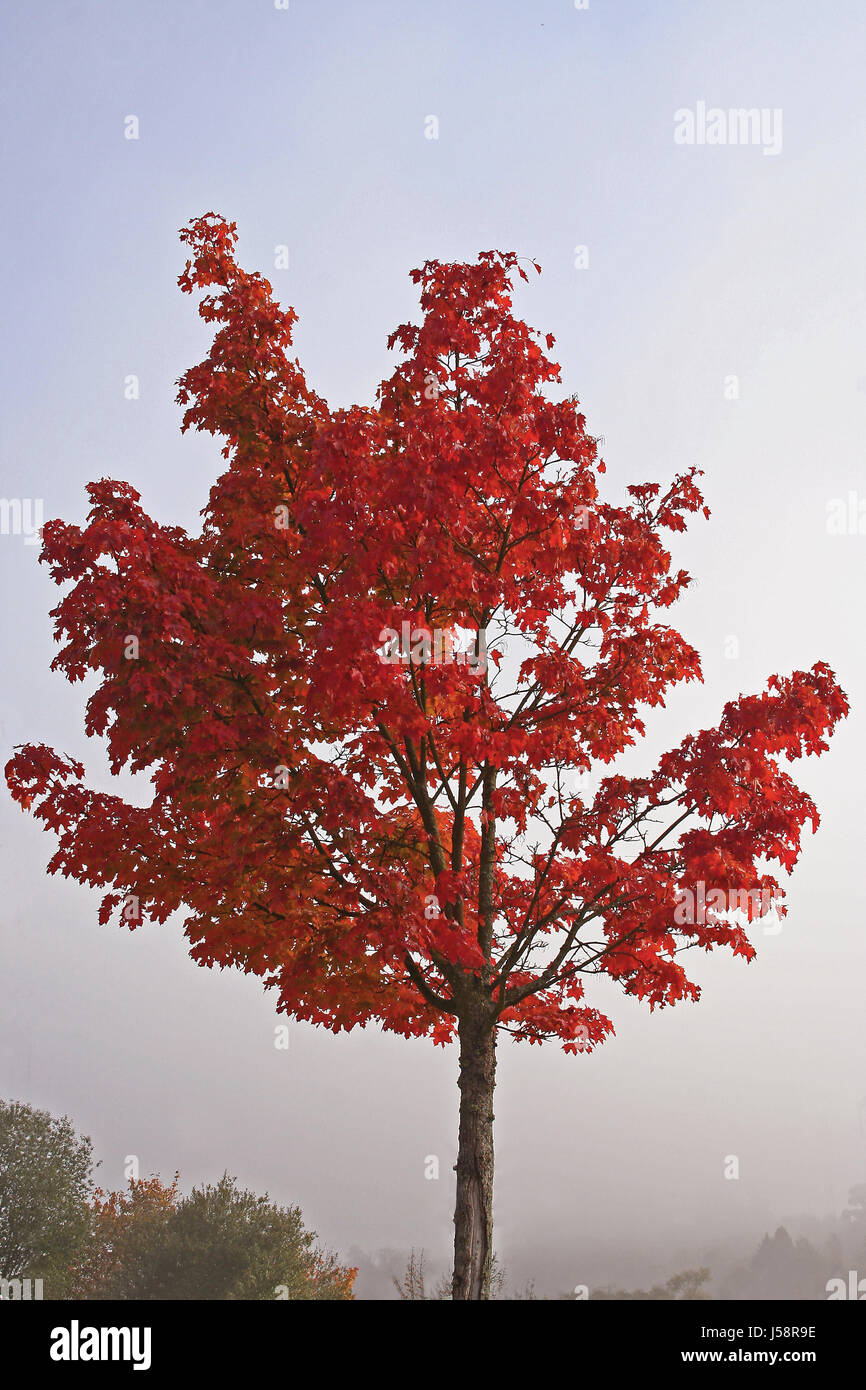 tree deciduous tree fog haze contrasts october colour colors colours ...