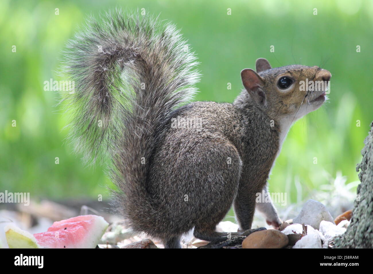 squirrel posing for the camera Stock Photo - Alamy