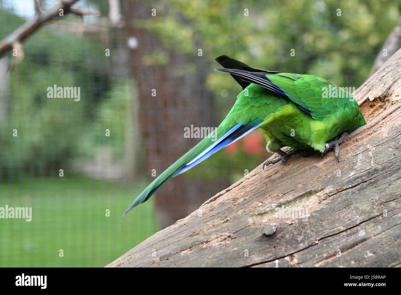 blue tree bird green trunk coloured colourful gorgeous multifarious ...