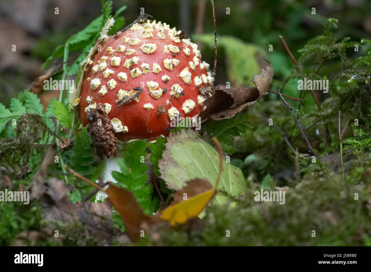 leaf blank european caucasian dots moss fly agaric fern poison ...
