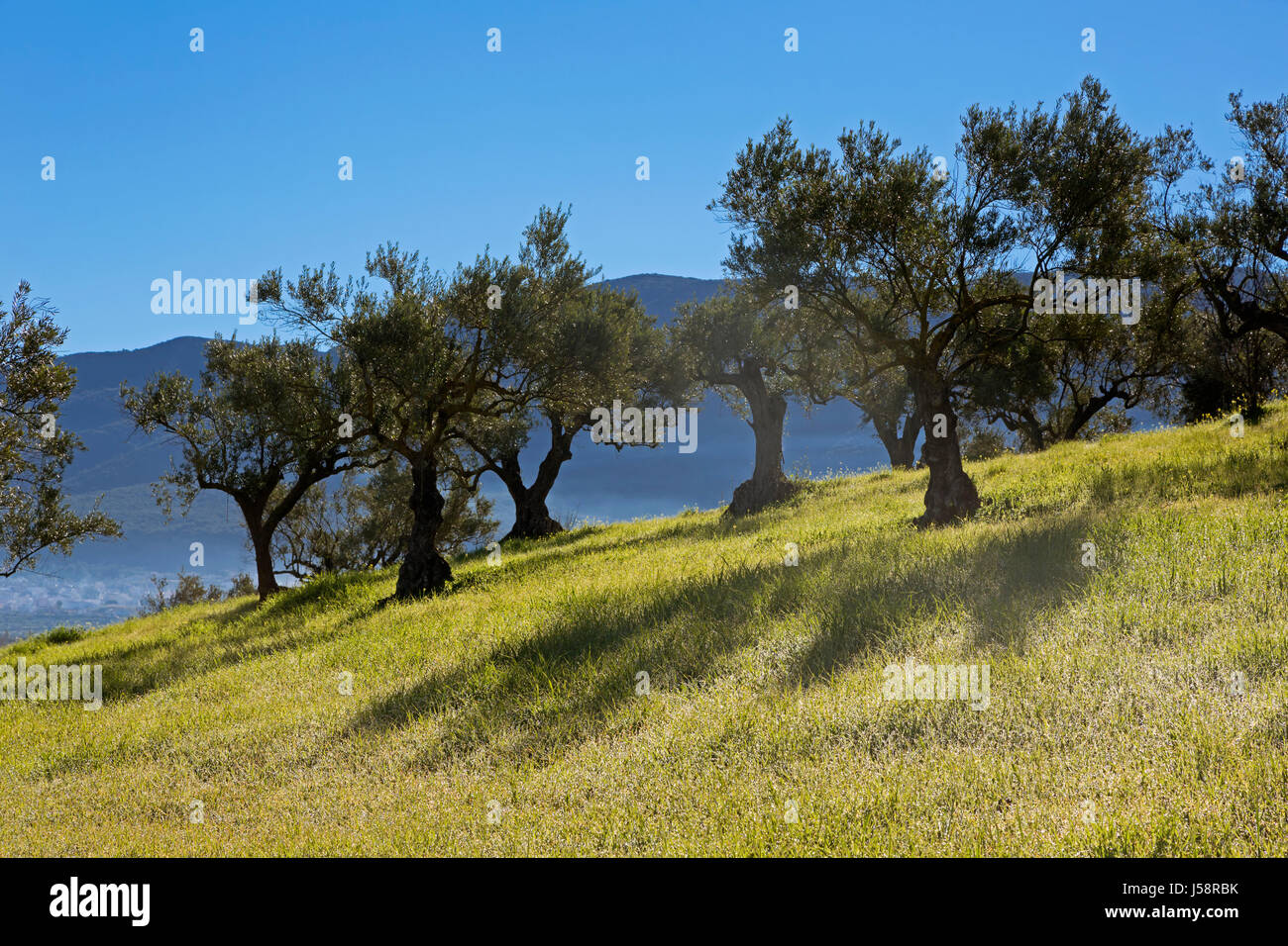 Andalusia, southern Spain. Olive trees. Olea europaea Stock Photo - Alamy