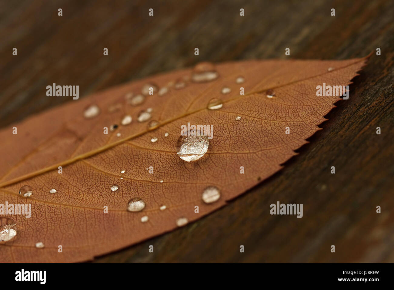leaf in rain Stock Photo - Alamy