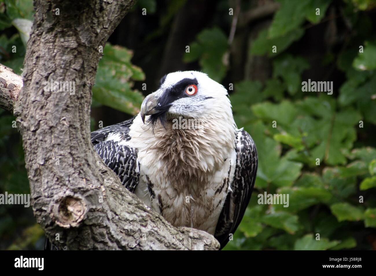 bird animals birds vulture animal bird animals birds vulture scavenger ...