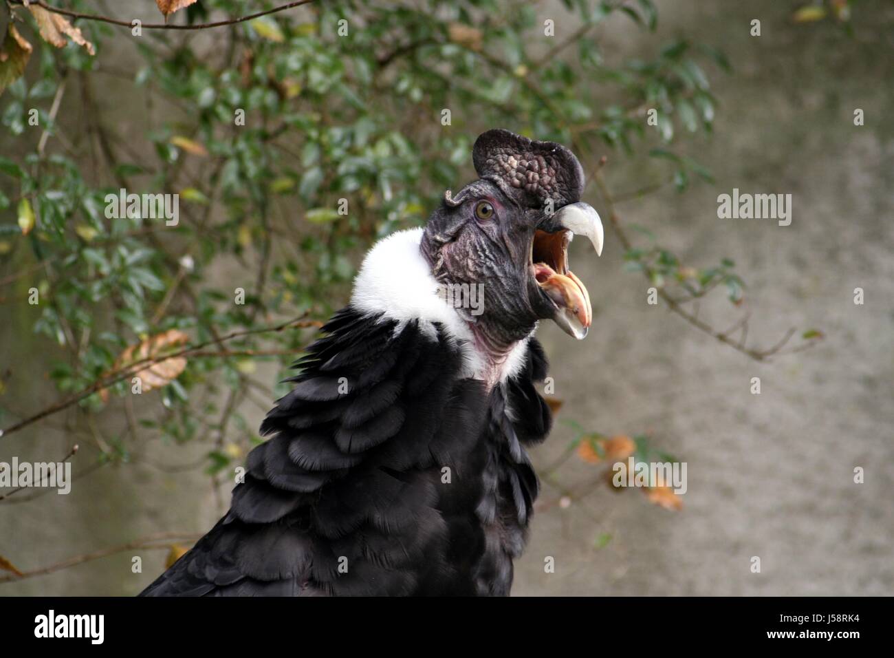 Bawler hi-res stock photography and images - Alamy