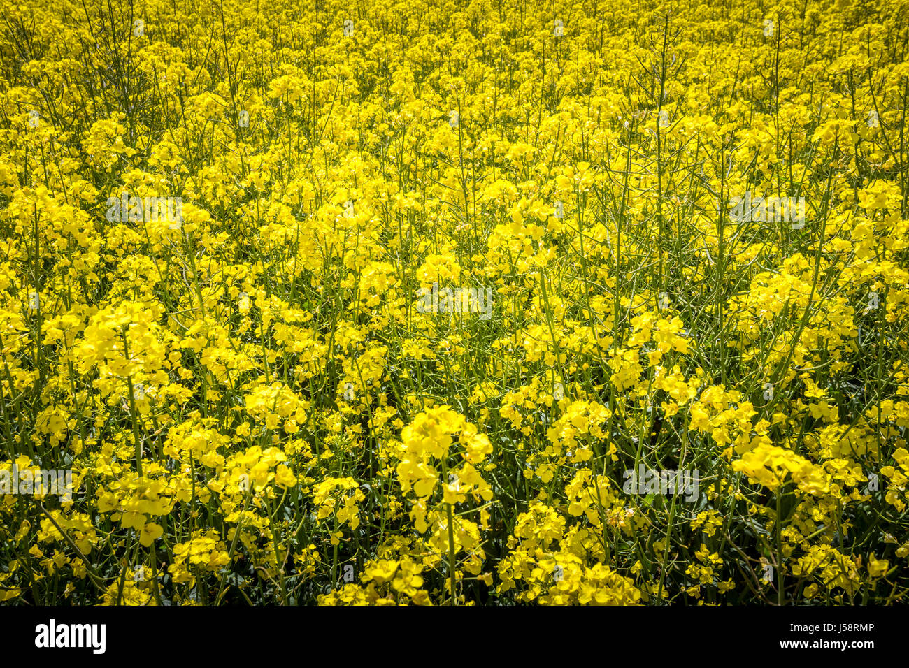 Rapeseed plant in a field, Britain England Stock Photo - Alamy