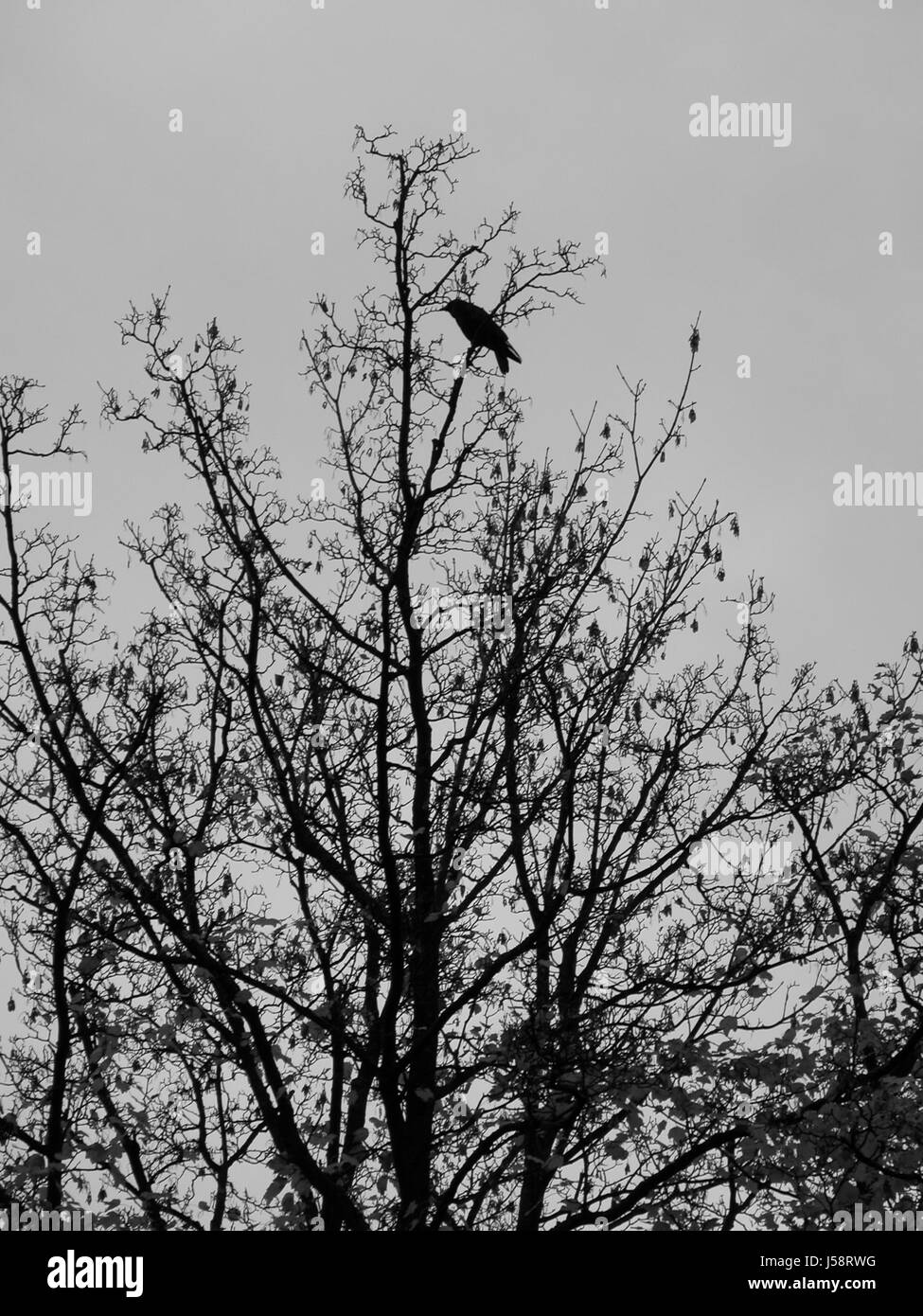 feeling tree animal bird birds mood branches loneliness branchage crow ...