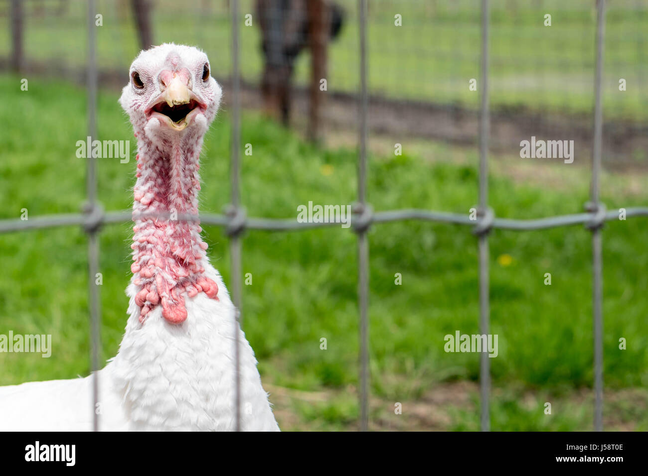 Go vegan thanksgiving turkey hi-res stock photography and images - Alamy