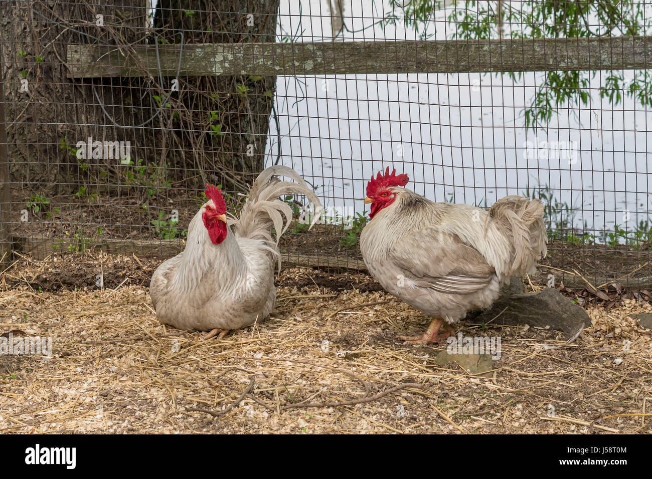 Roosters hi-res stock photography and images - Alamy
