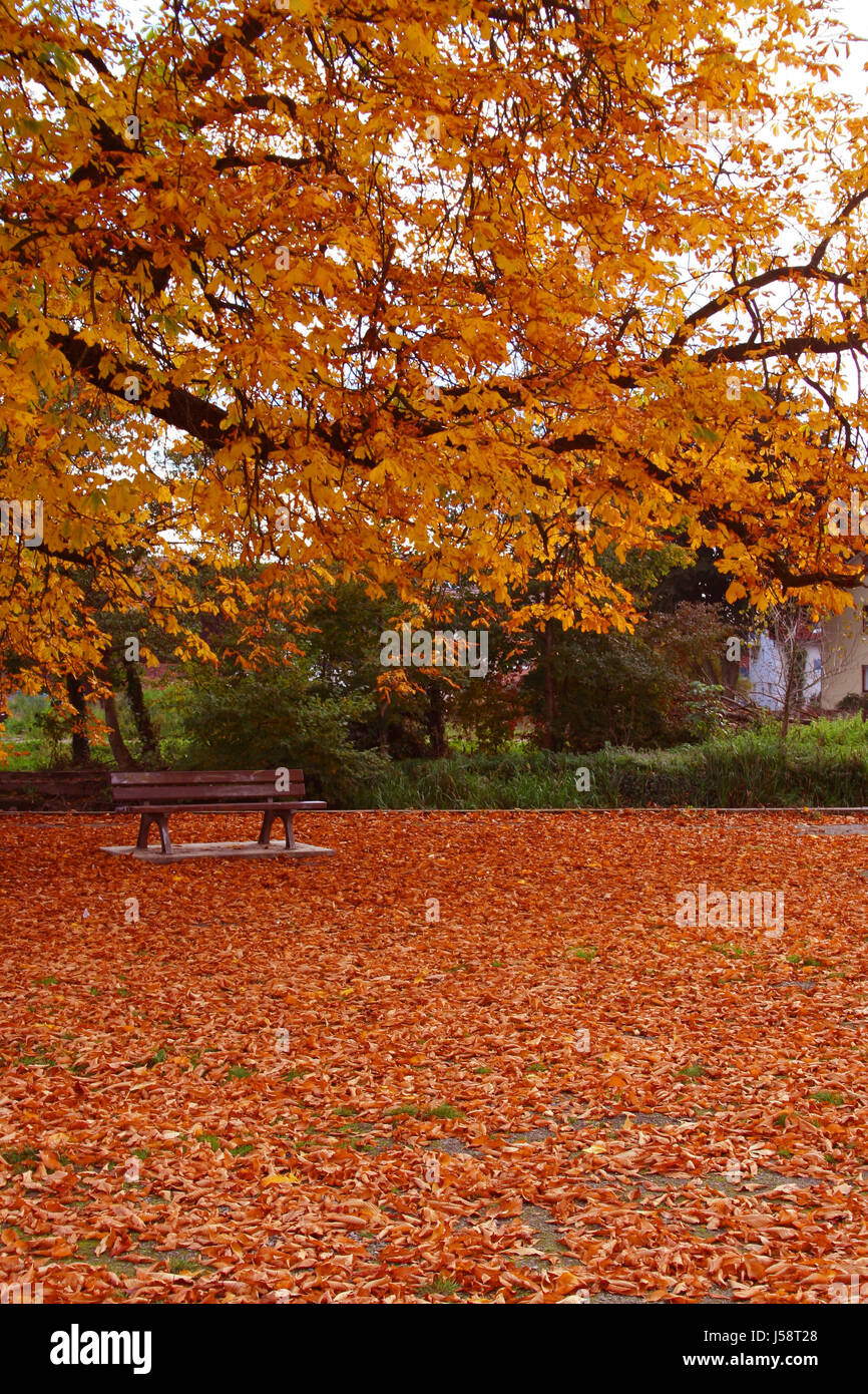 tree leaves deciduous tree square october colour seat bench colors ...