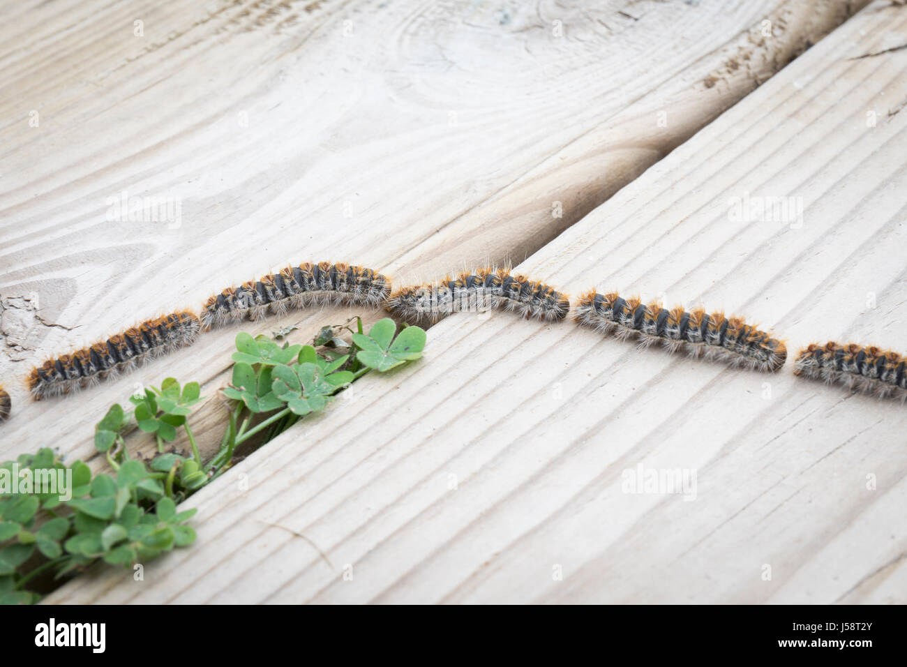 Pine Processionary Caterpillar High Resolution Stock Photography and ...