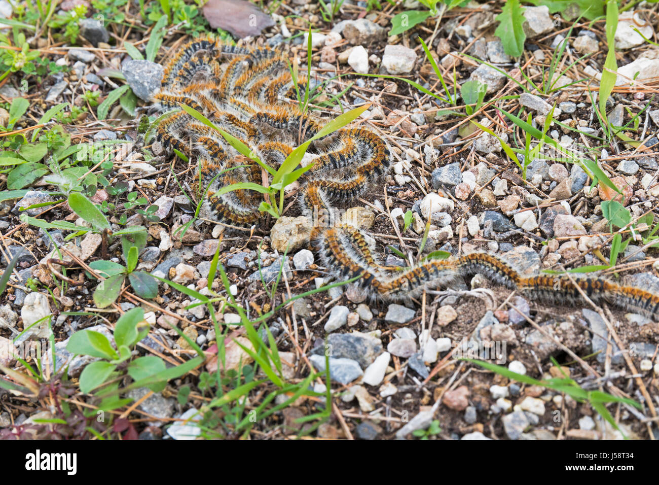 Pine processionary caterpillar hi-res stock photography and images - Alamy
