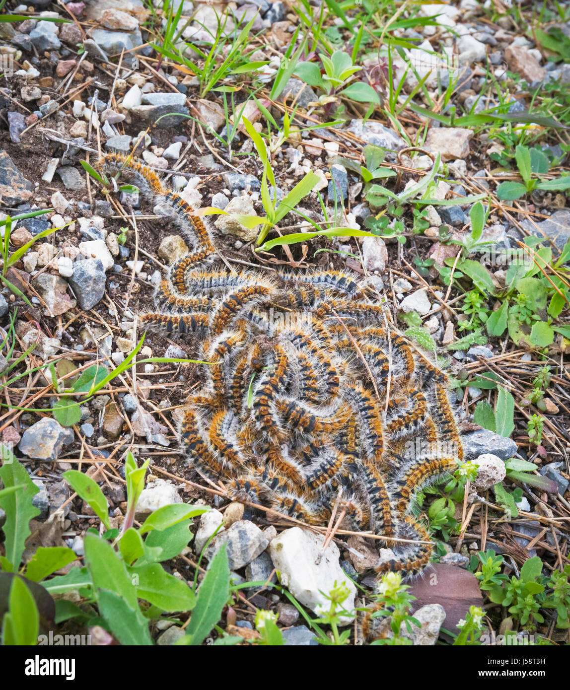 Pine processionary caterpillar (Thaumetopoea pityocampa). This ...