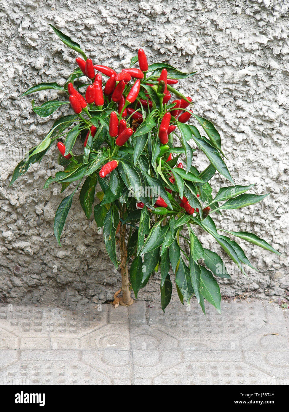 pepper tree i Stock Photo - Alamy