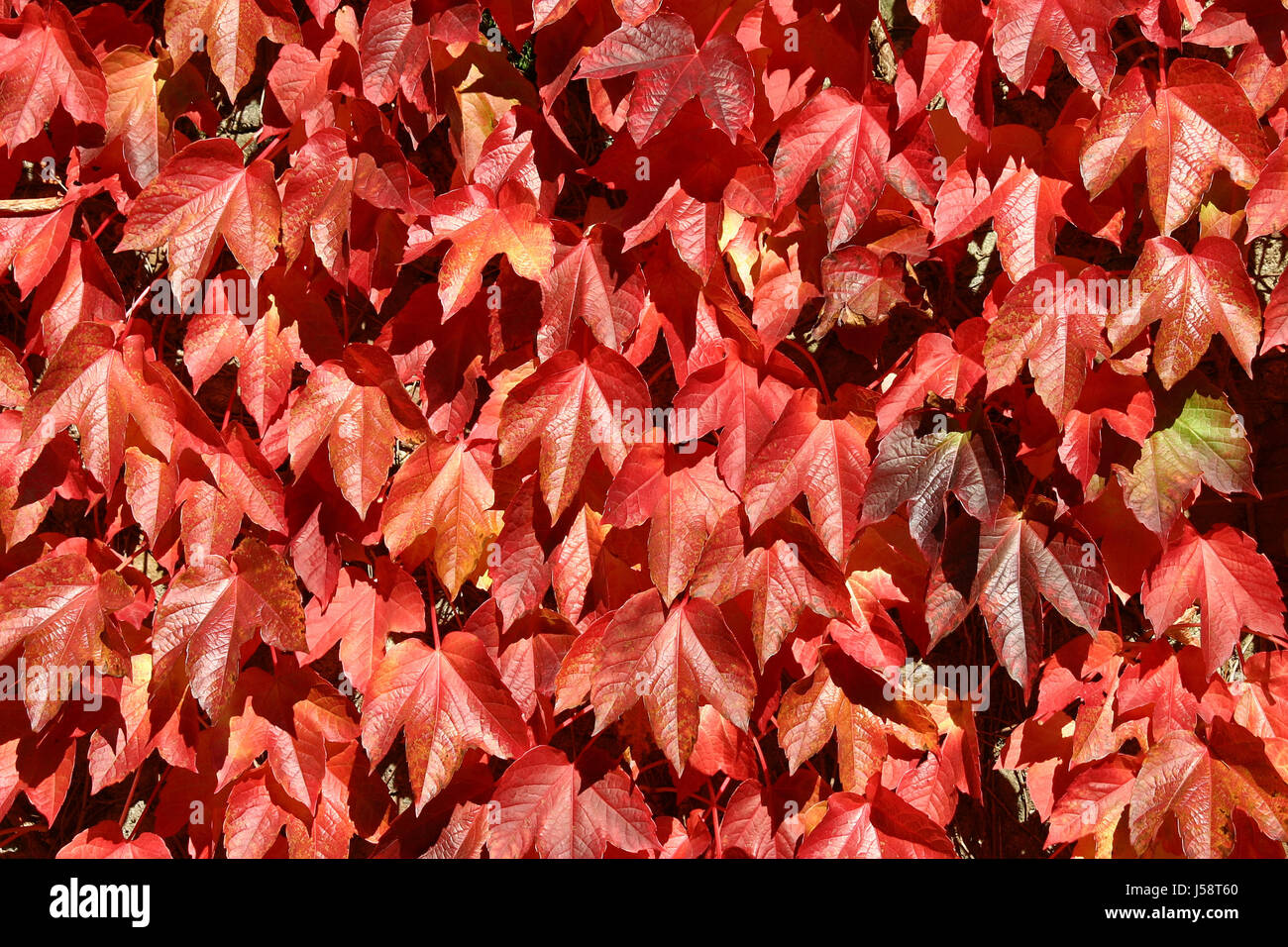 red vine leaves Stock Photo - Alamy
