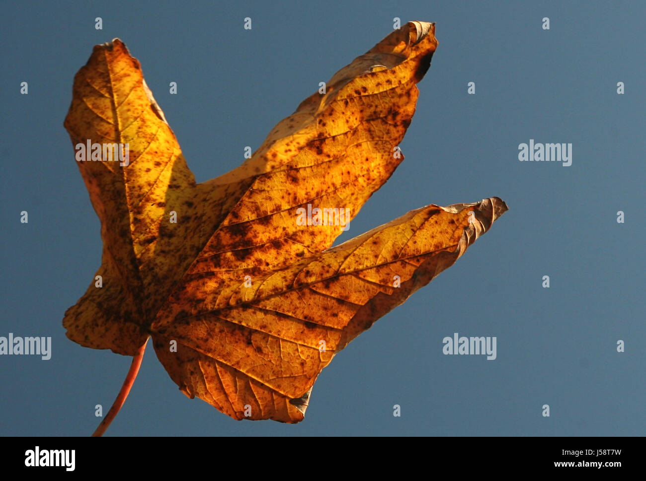 blue leaf colour leaves coloured colourful gorgeous multifarious richly ...