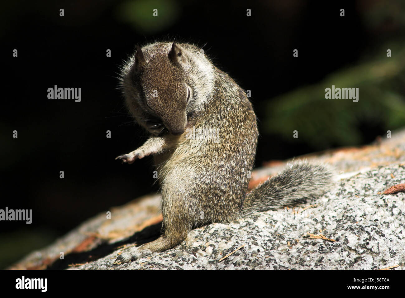 rodent act performance squirrel sweet bow polite chivalrous cute ...