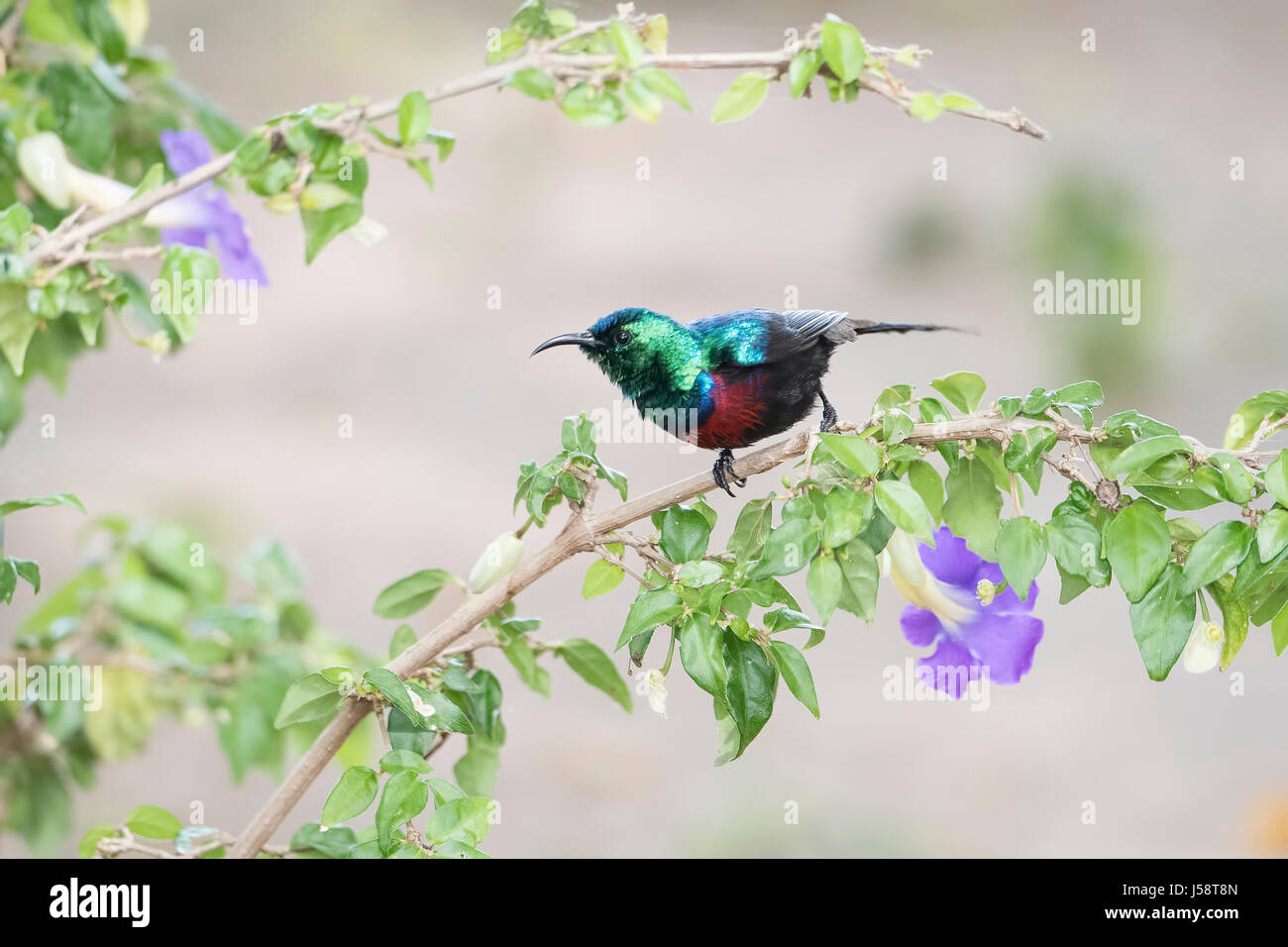 Red-chested Sunbird (Cinnyris erythrocercus) Perched on a Plant in ...