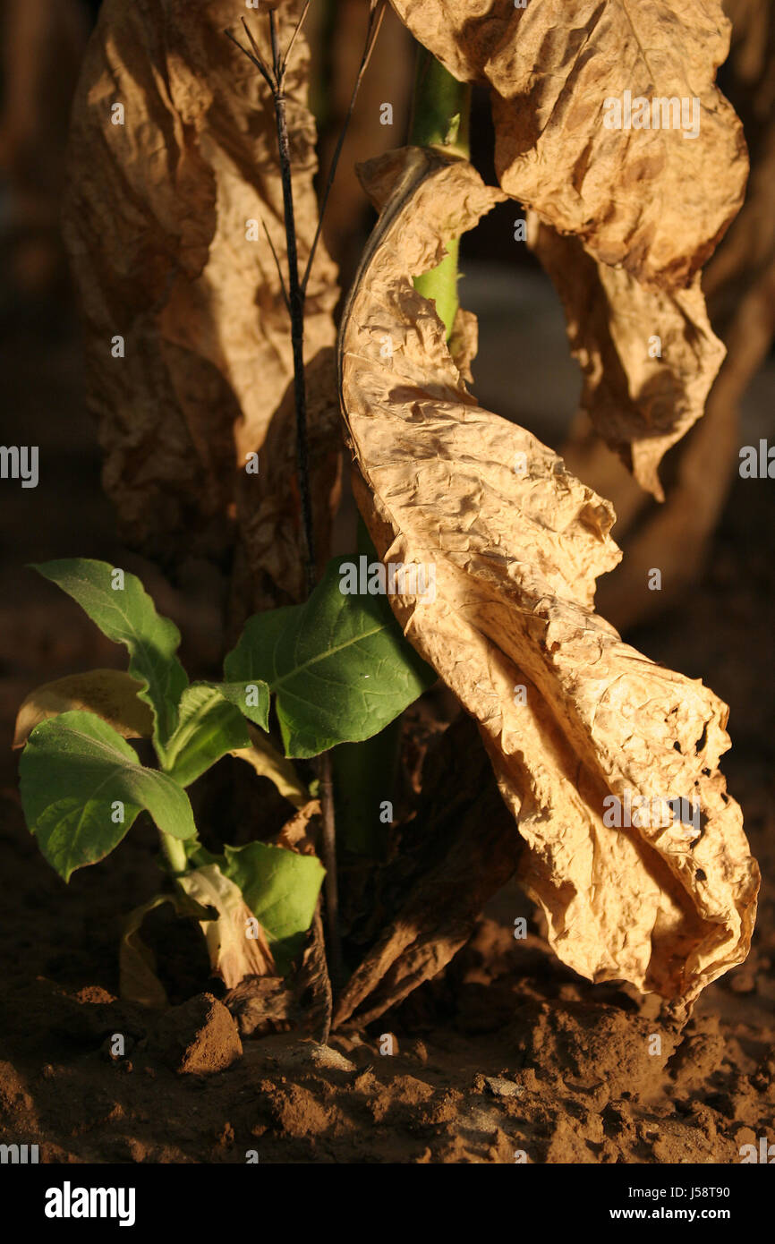 smoke smoking smokes fume leaf stalk production cultivation tobacco ...