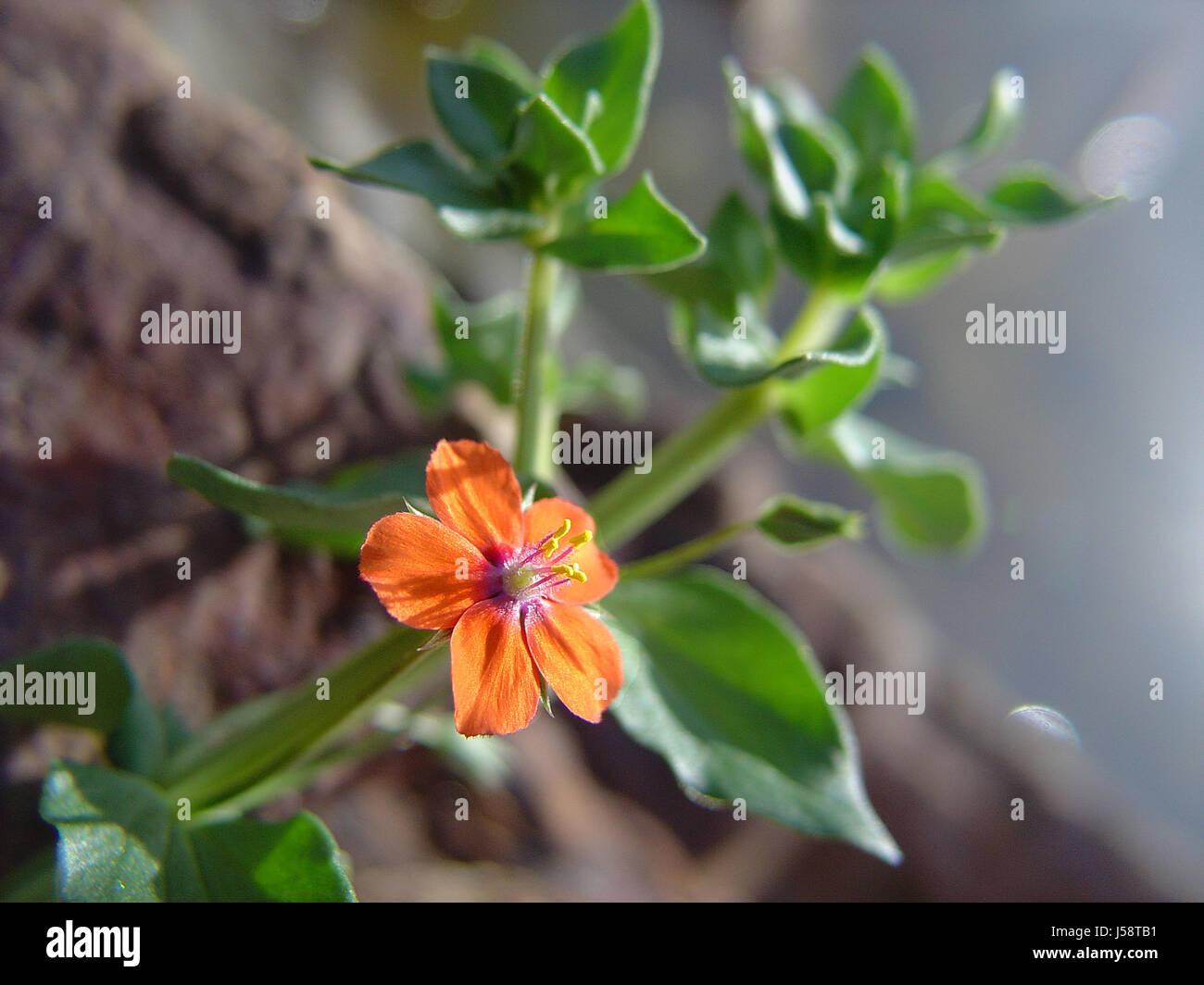 garden stone weed gardens weeds stones acker gauchheil anagallis ...