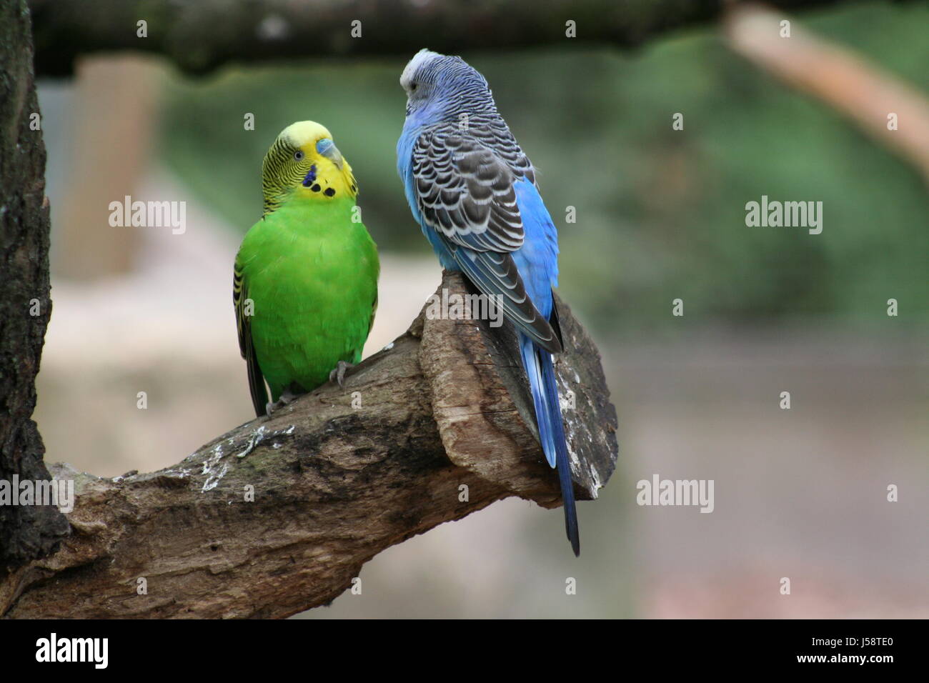 blue tree bird trunk birds look glancing see view looking peeking ...