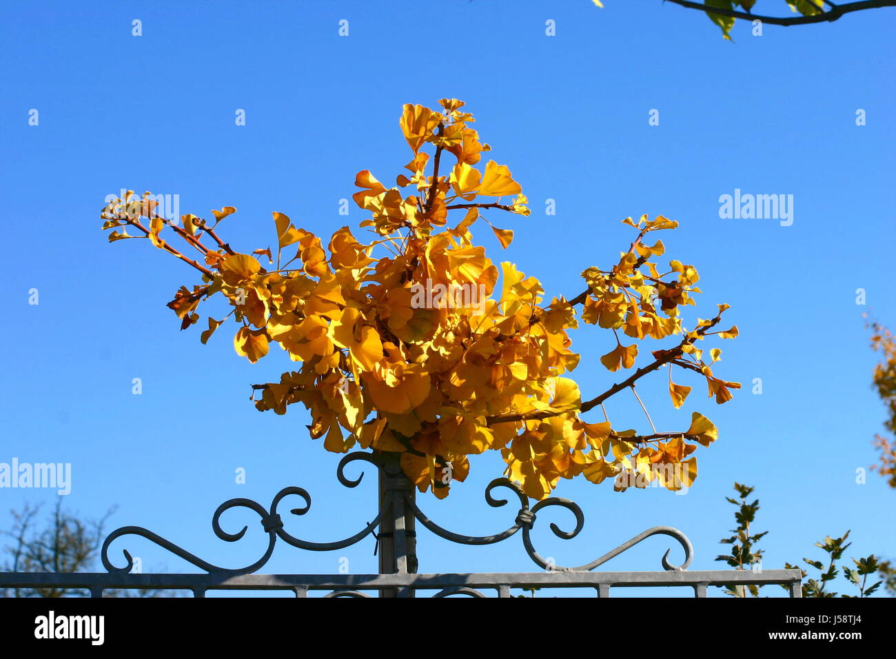 gingko tree (1) (2 Stock Photo - Alamy