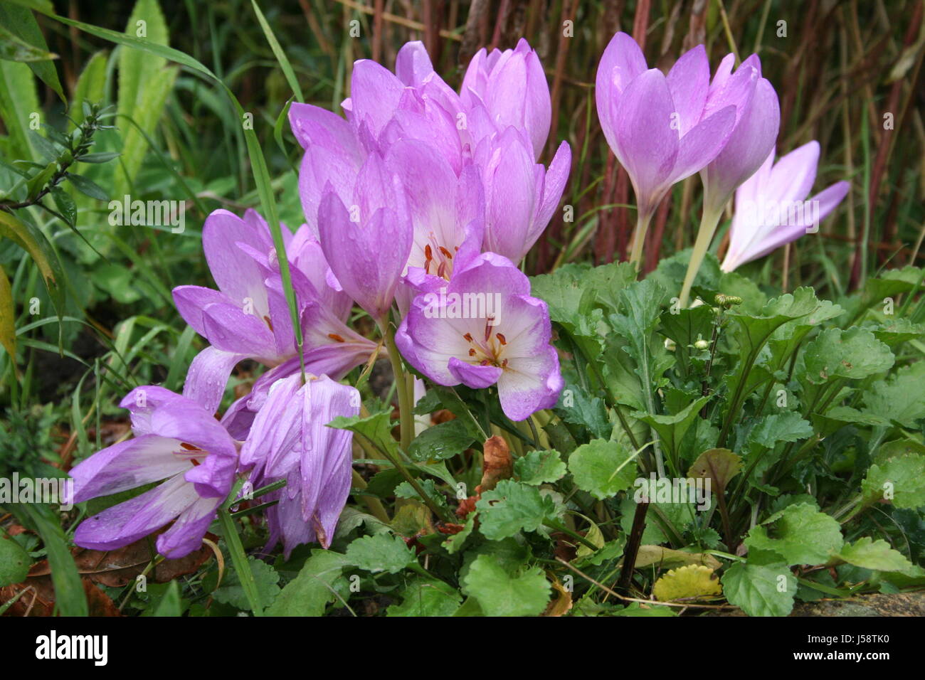 autumn crocus 1 Stock Photo - Alamy