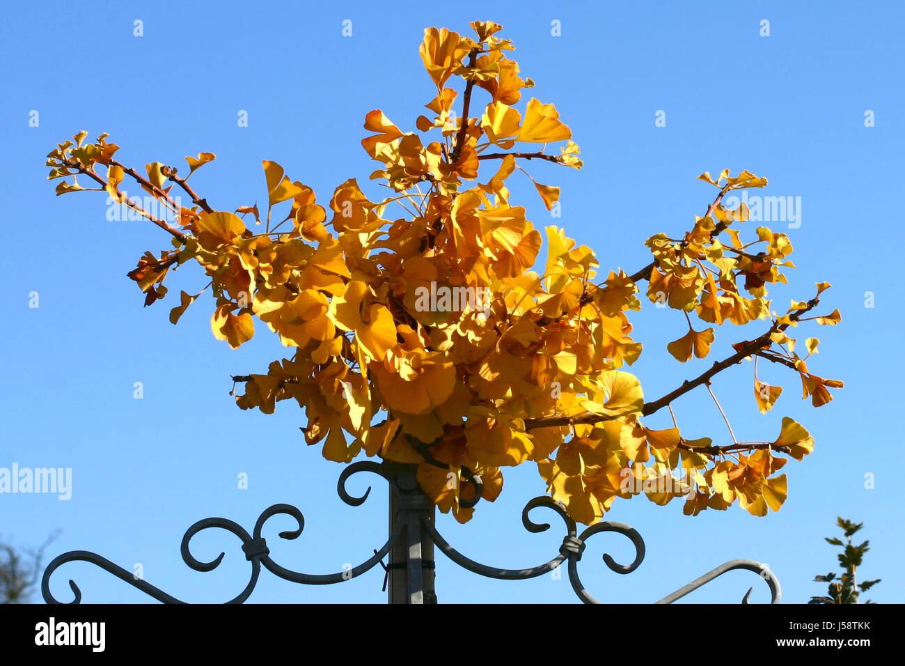 gingko tree (2) (2 Stock Photo - Alamy