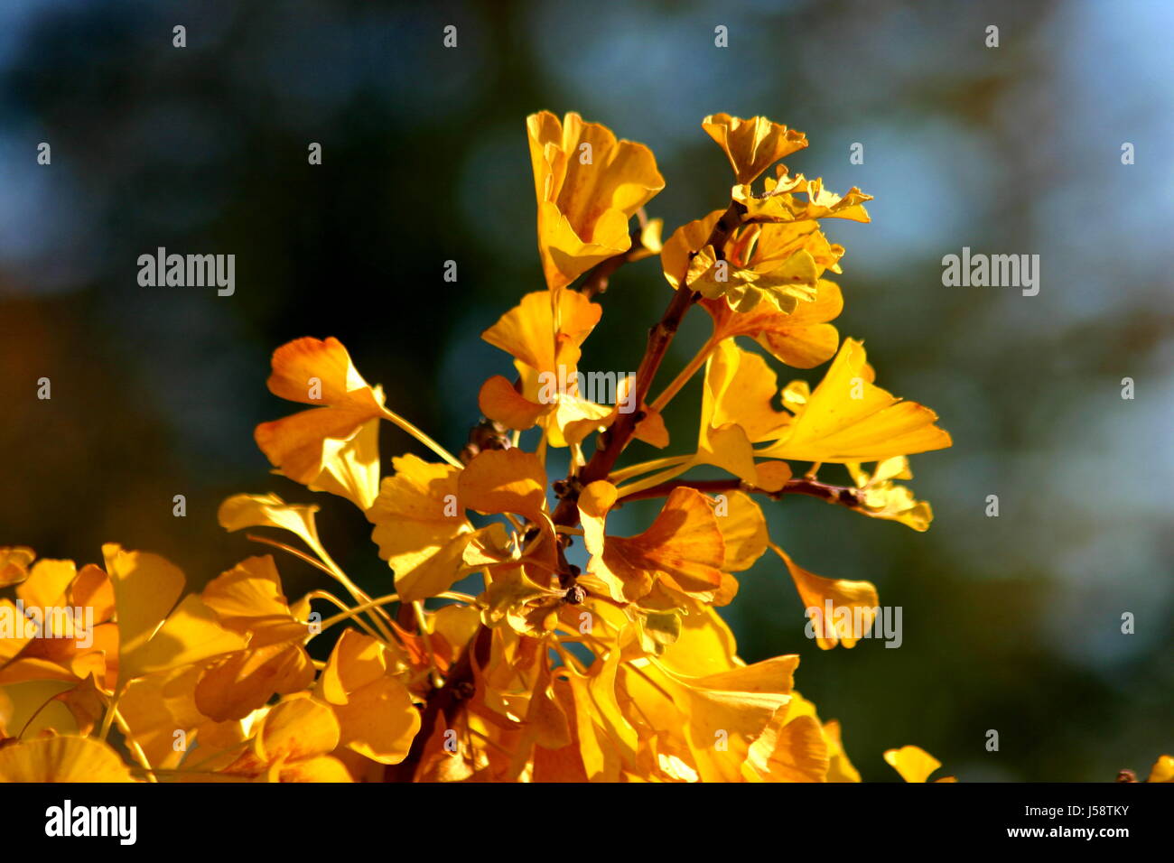 gingko tree (8) (2 Stock Photo - Alamy